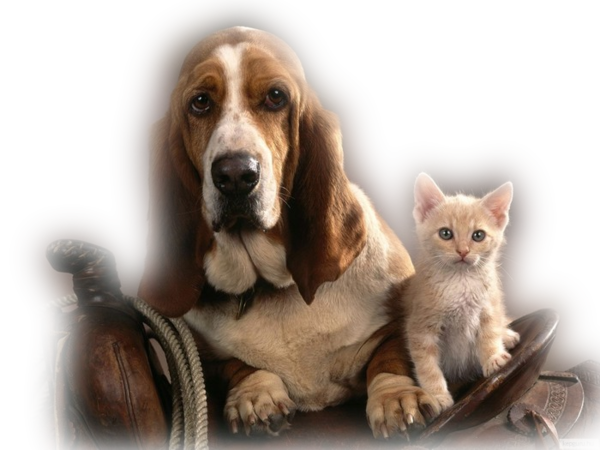 tubes animaux - Page 5